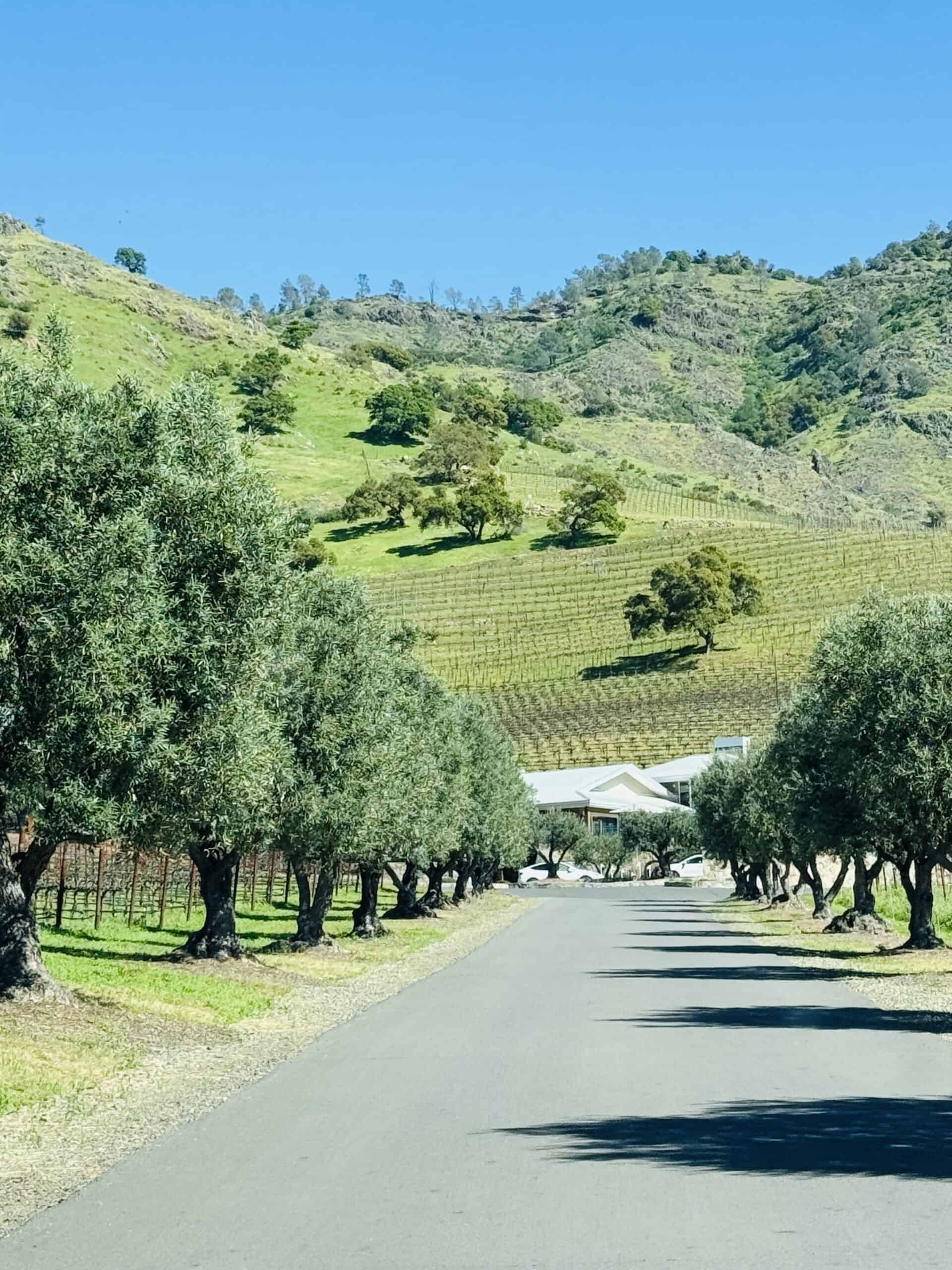 Shafer Vineyards Napa Valley Wine Experience